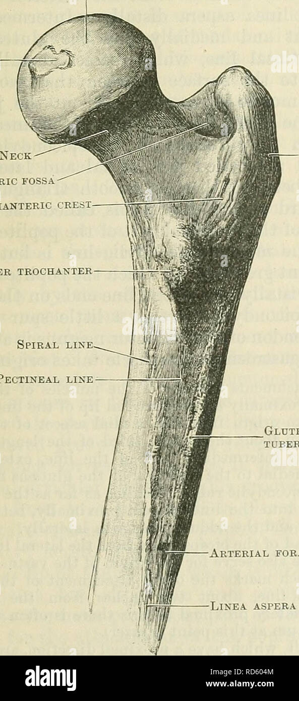 . Cunningham's Text-book of anatomy. Anatomy. THE FEMUB. 241 neck is ...