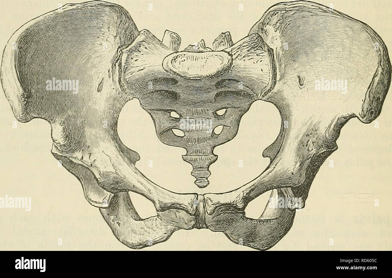 . Cunningham's Text-book of anatomy. Anatomy. Fig. 234.—The Male Pelvis ...