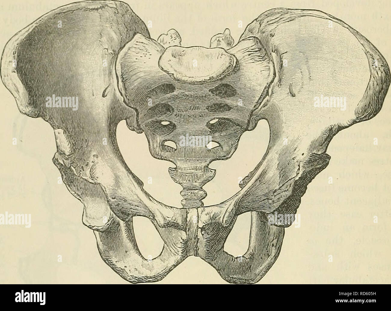 . Cunningham's Text-book of anatomy. Anatomy. 236 OSTEOLOGY. The small ...