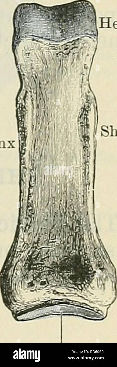 . Cunningham's Text-book of anatomy. Anatomy. I. Phalanx. Head Base ...