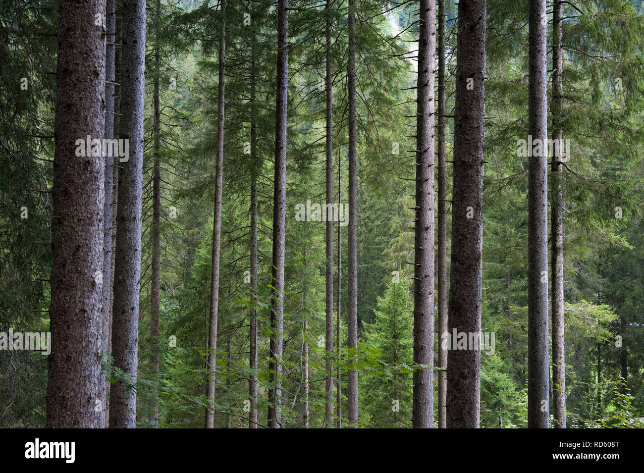Switzerland forest hi-res stock photography and images - Alamy