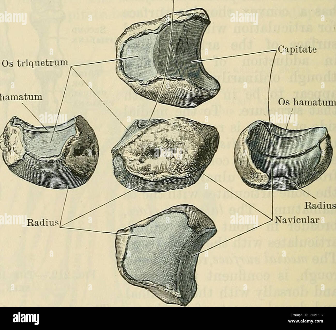 . Cunningham's Text-book of anatomy. Anatomy. Os lunatura inserted, and ...