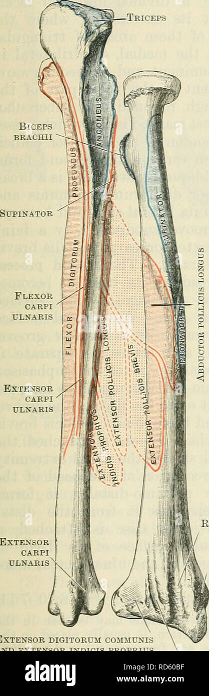 Dorsal Tubercle Of Radius Bone