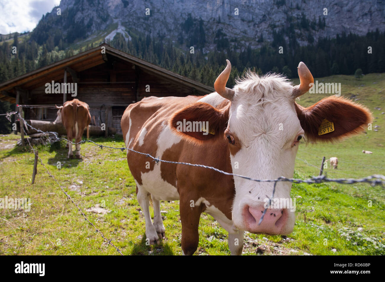 Switzerland animals hi-res stock photography and images - Alamy