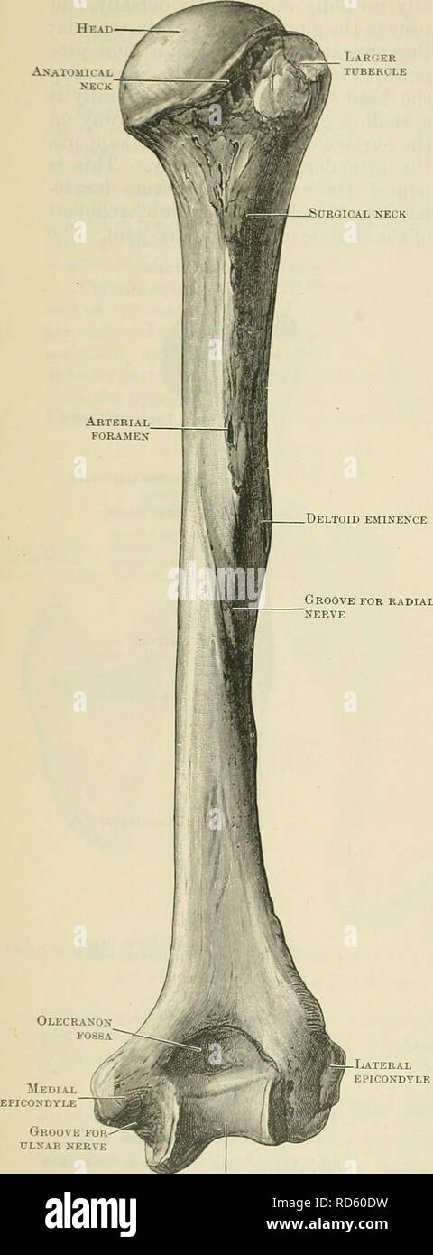 . Cunningham's Text-book of anatomy. Anatomy. 206 OSTEOLOGY. Anatomical ...