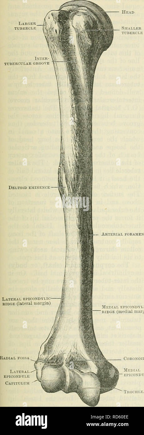 . Cunningham's Text-book of anatomy. Anatomy. THE HUMEEUS. 205 Head The ...