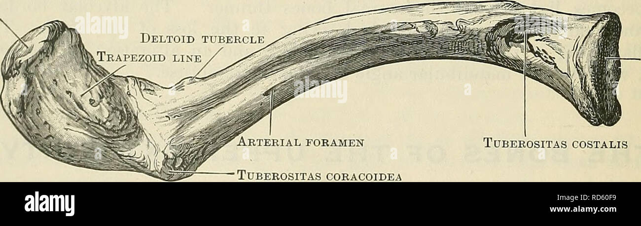 Costal Tuberosity Of Clavicle