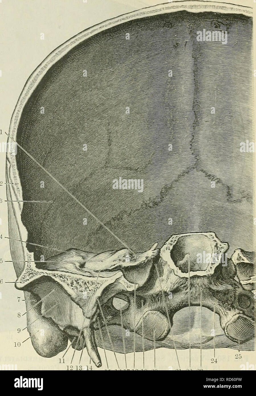 Foramen lacerum hi-res stock photography and images - Alamy