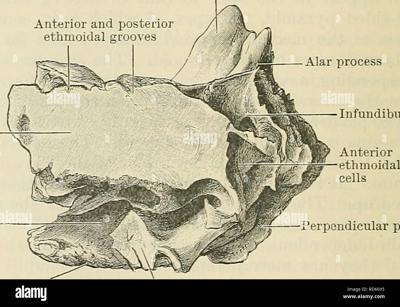 . Cunningham's Text-book of anatomy. Anatomy. Middle meatu ...