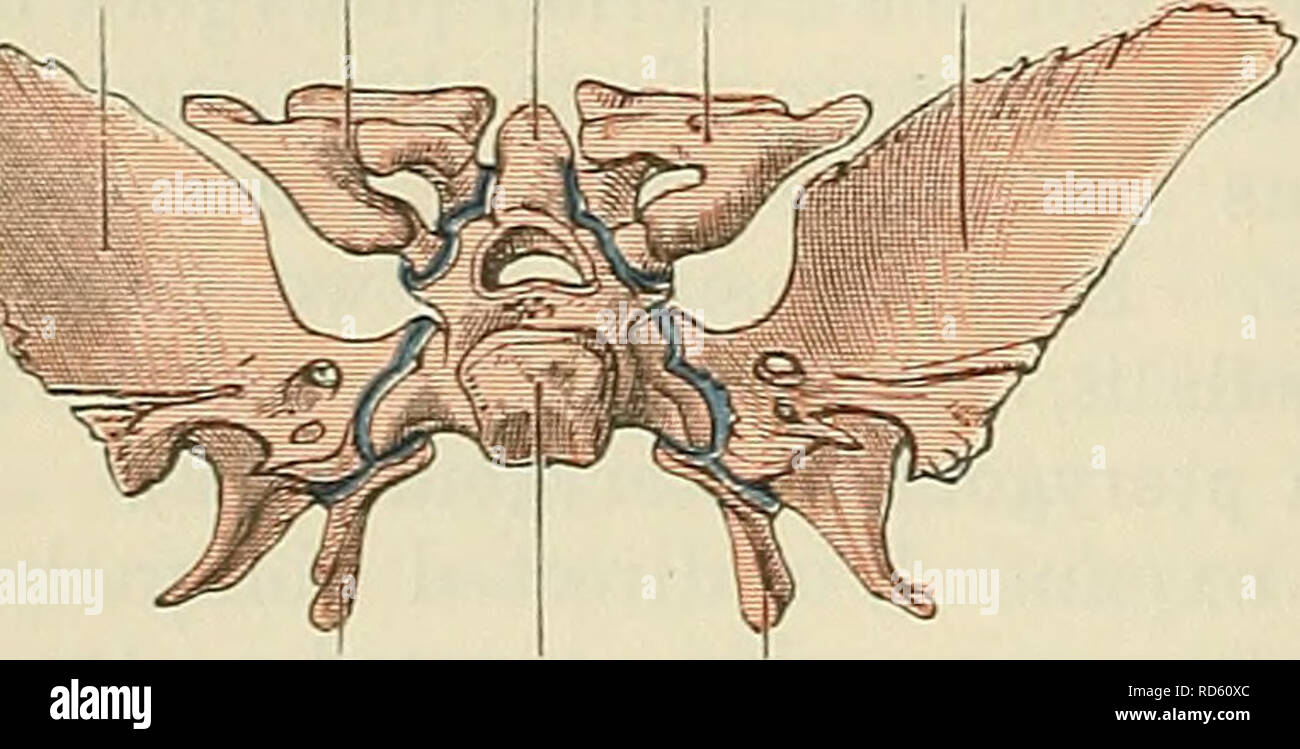 Medial pterygoid muscle hi-res stock photography and images - Alamy