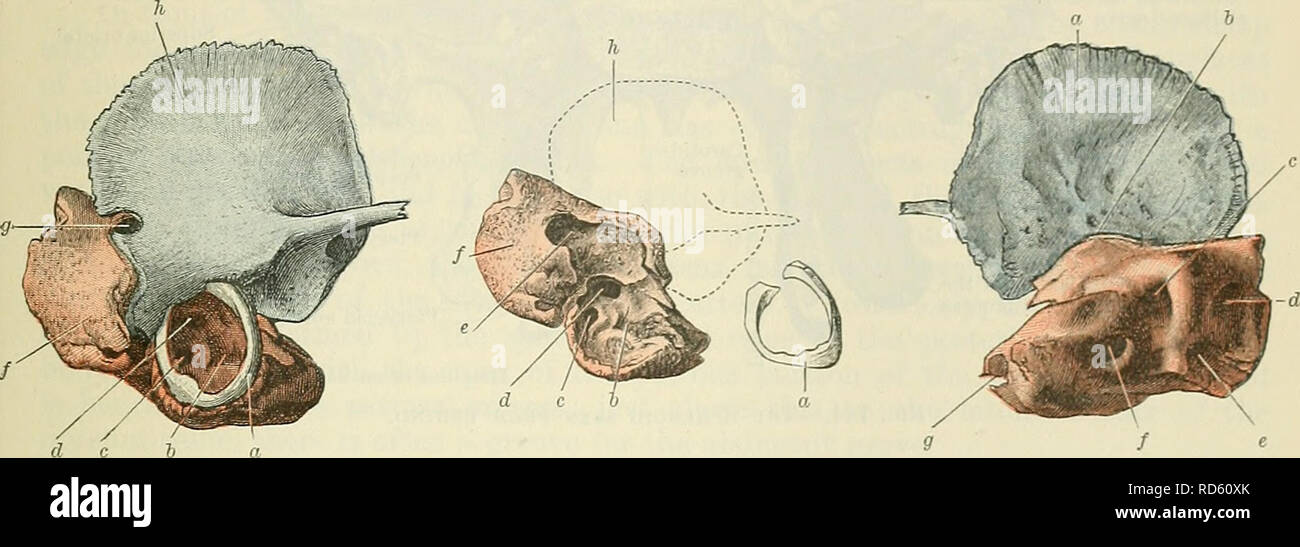 . Cunningham's Text-book of anatomy. Anatomy. THE SPHENOID BONE. 133 ...