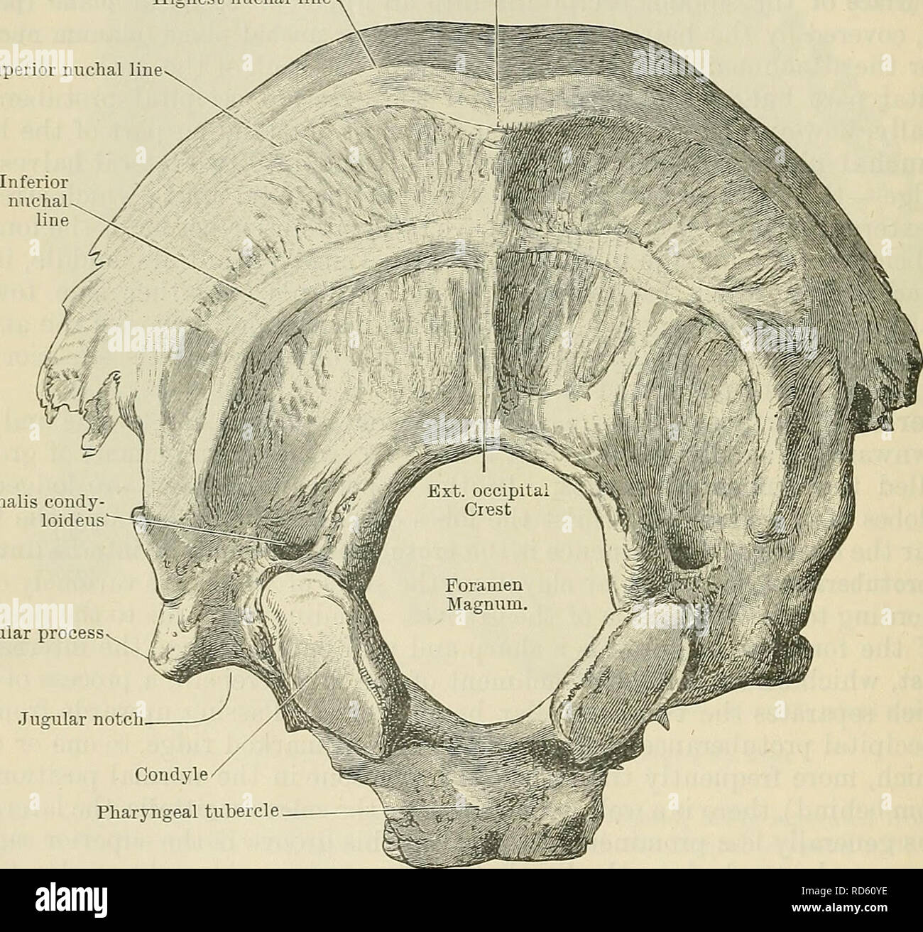 . Cunningham's Text-book of anatomy. Anatomy. 122 OSTEOLOGY. either ...
