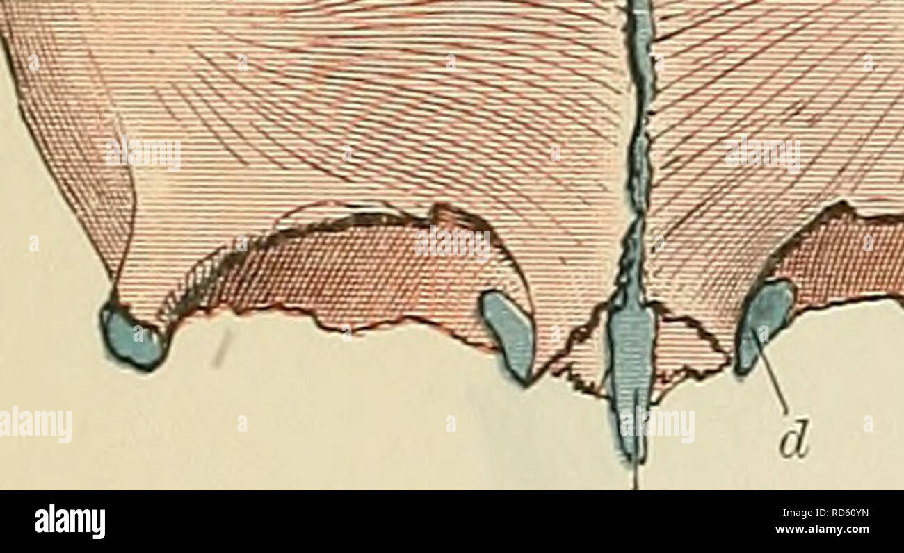 . Cunningham's Text-book of anatomy. Anatomy. orbital parts bulge into ...