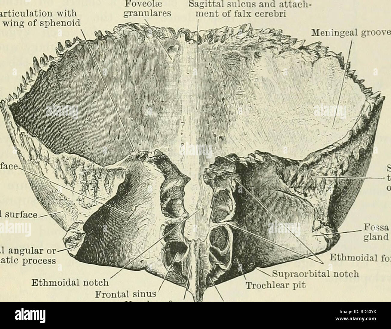 Frontal notch hi-res stock photography and images - Alamy