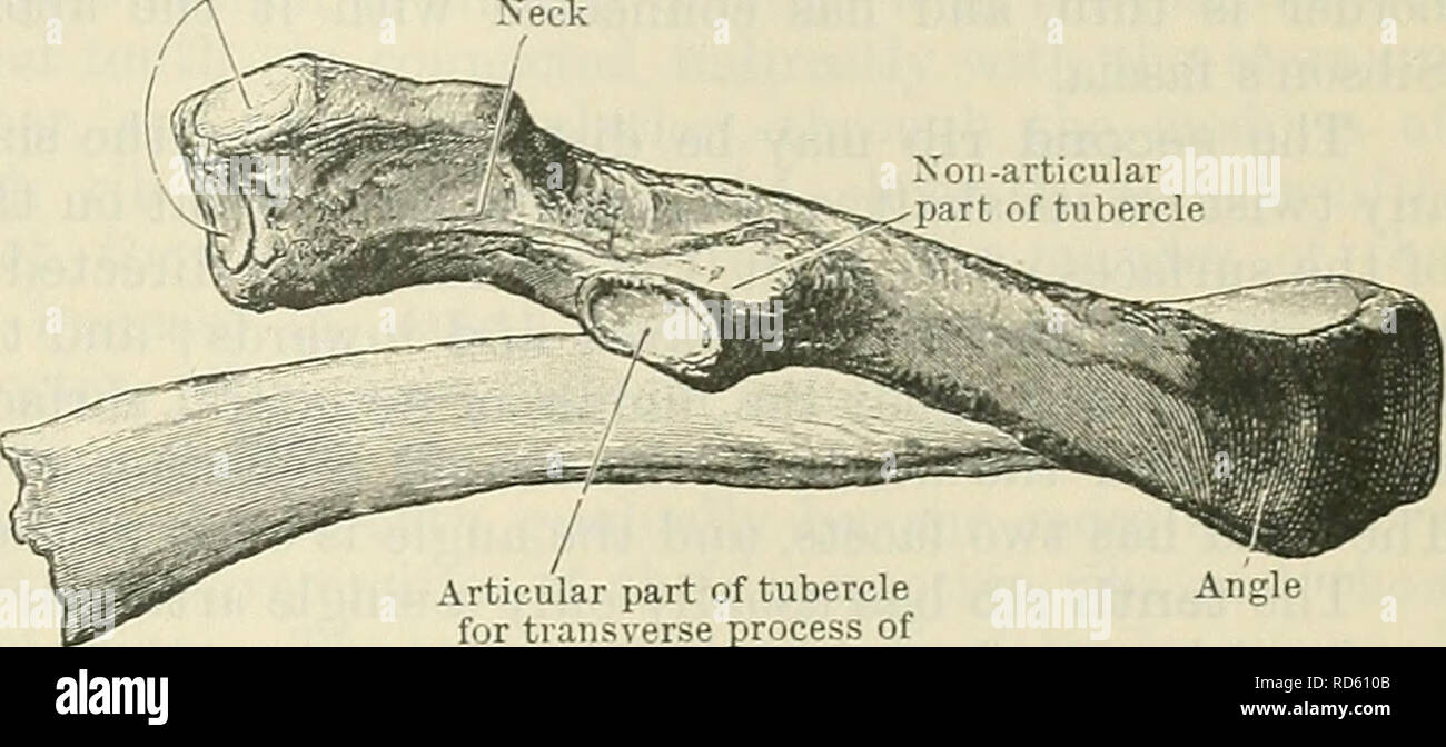 Head And Neck Of Ribs