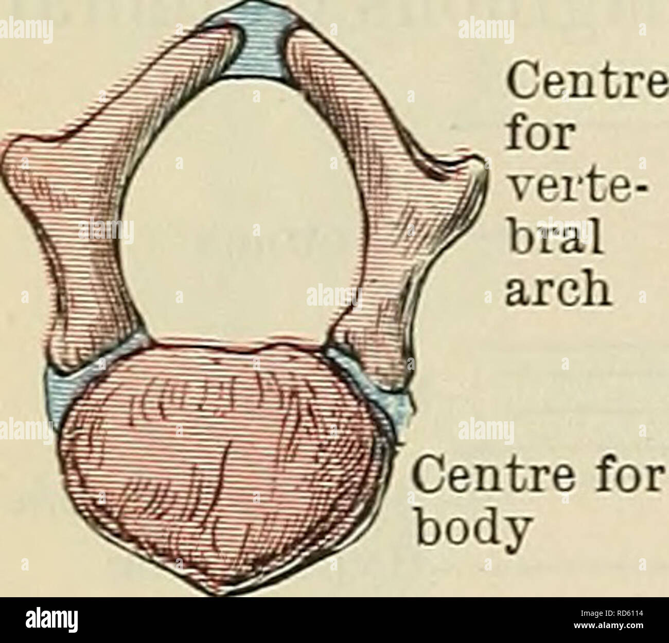 . Cunningham's Text-book of anatomy. Anatomy. 104 OSTEOLOGY. or seven ...