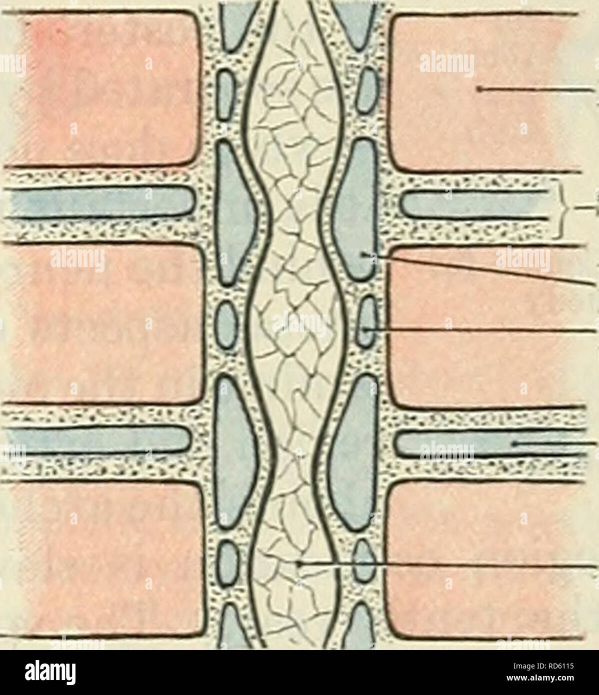 . Cunningham's Text-book of anatomy. Anatomy. Myotome -Septum Body of ...