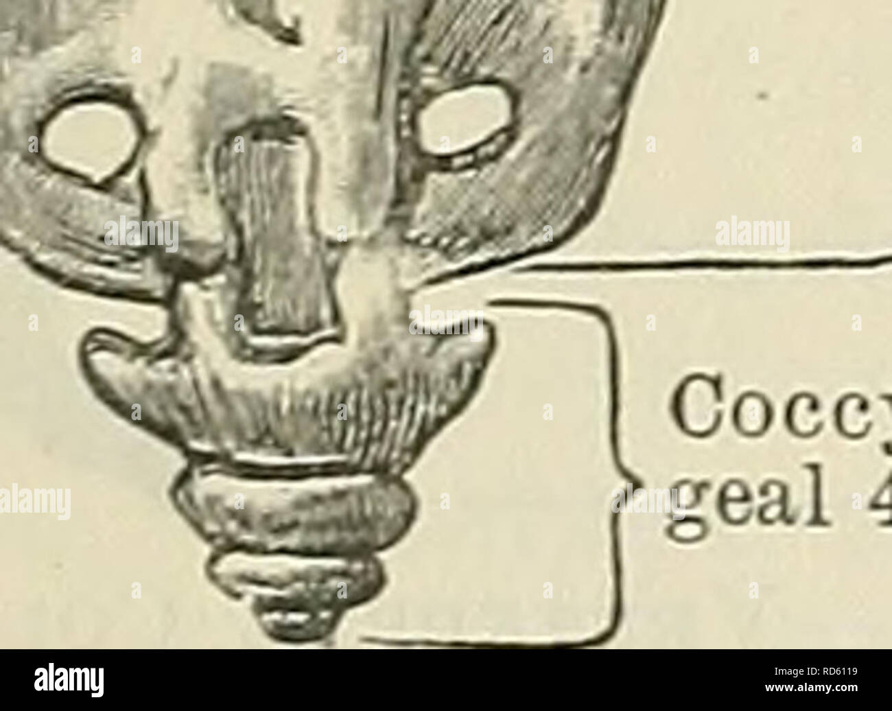 Lumbar sacral segment hi-res stock photography and images - Alamy