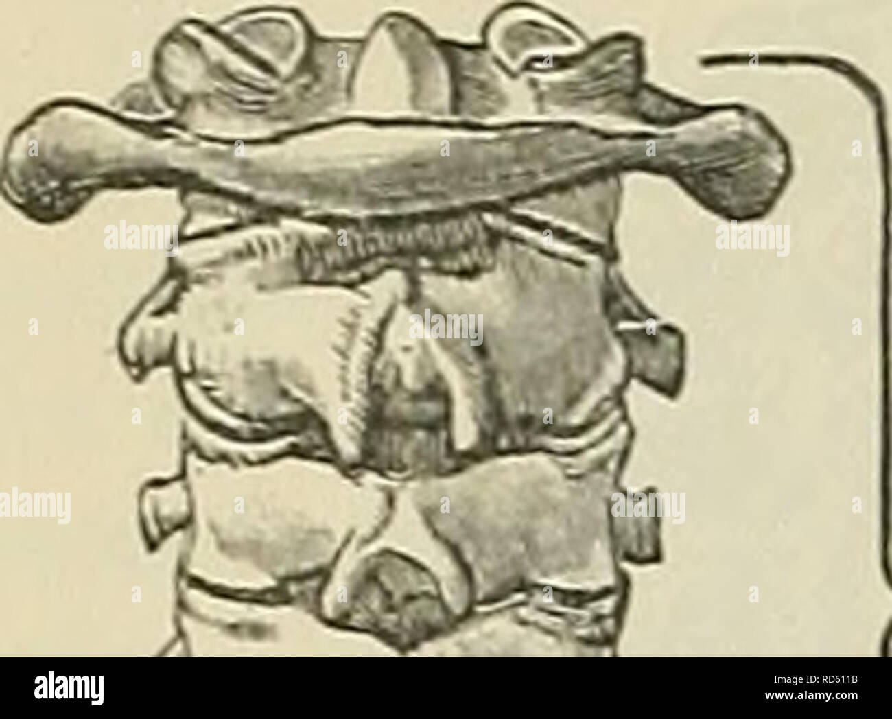 Sacral segments hi-res stock photography and images - Alamy