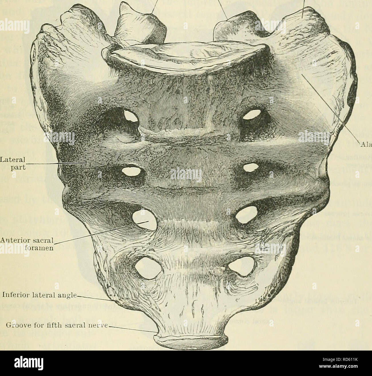 . Cunningham's Text-book of anatomy. Anatomy. THE SACBUM. 97 assists in ...