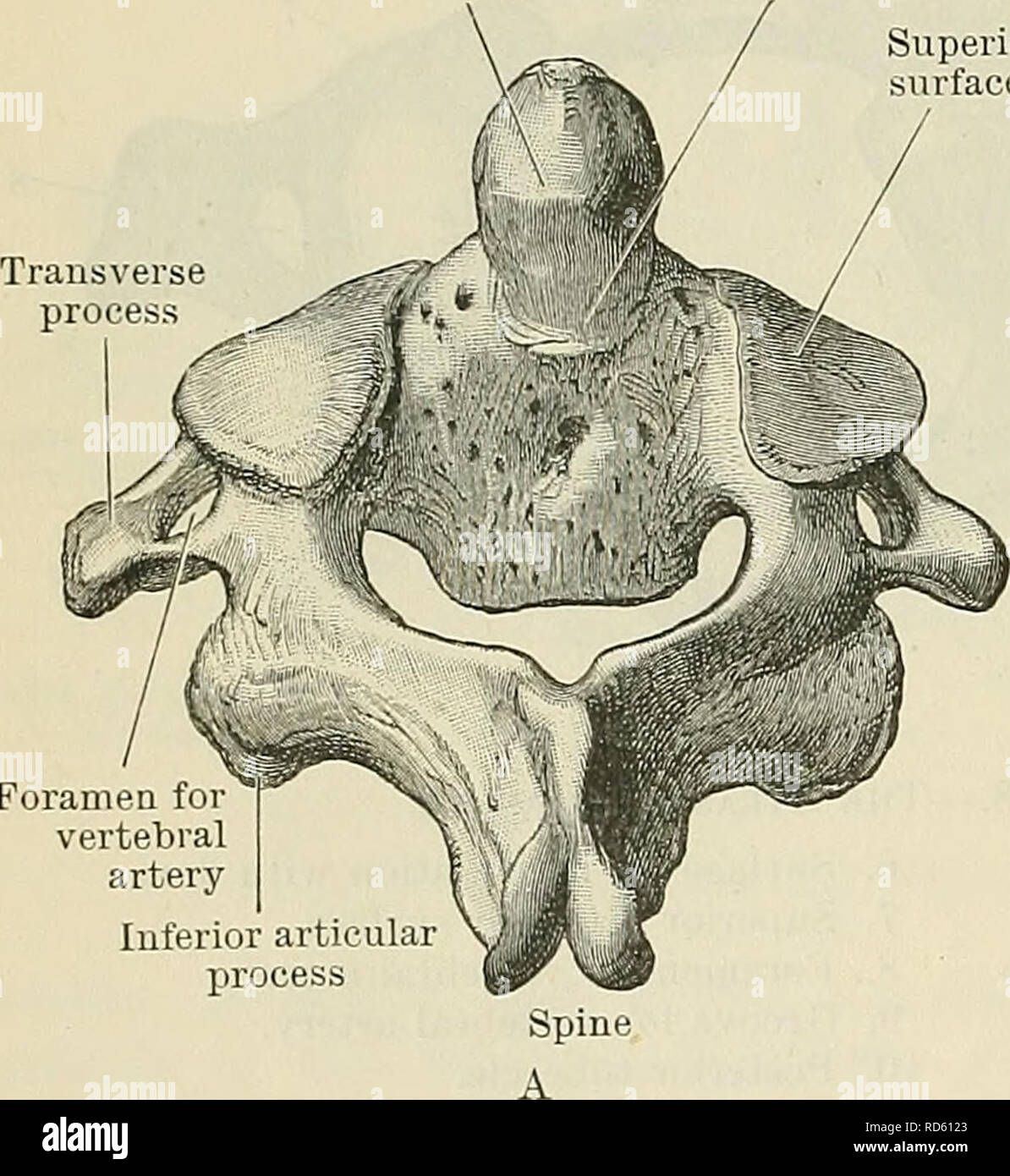 . Cunningham's Text-book of anatomy. Anatomy. 92 OSTEOLOGY. frequently ...