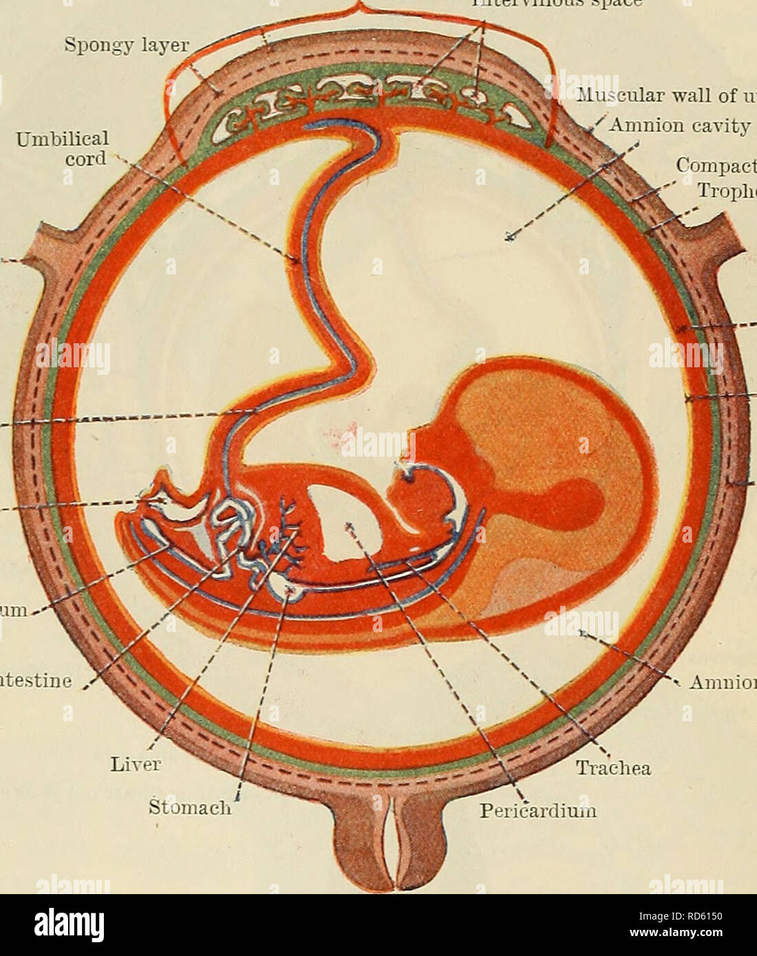 Zygote Diagram
