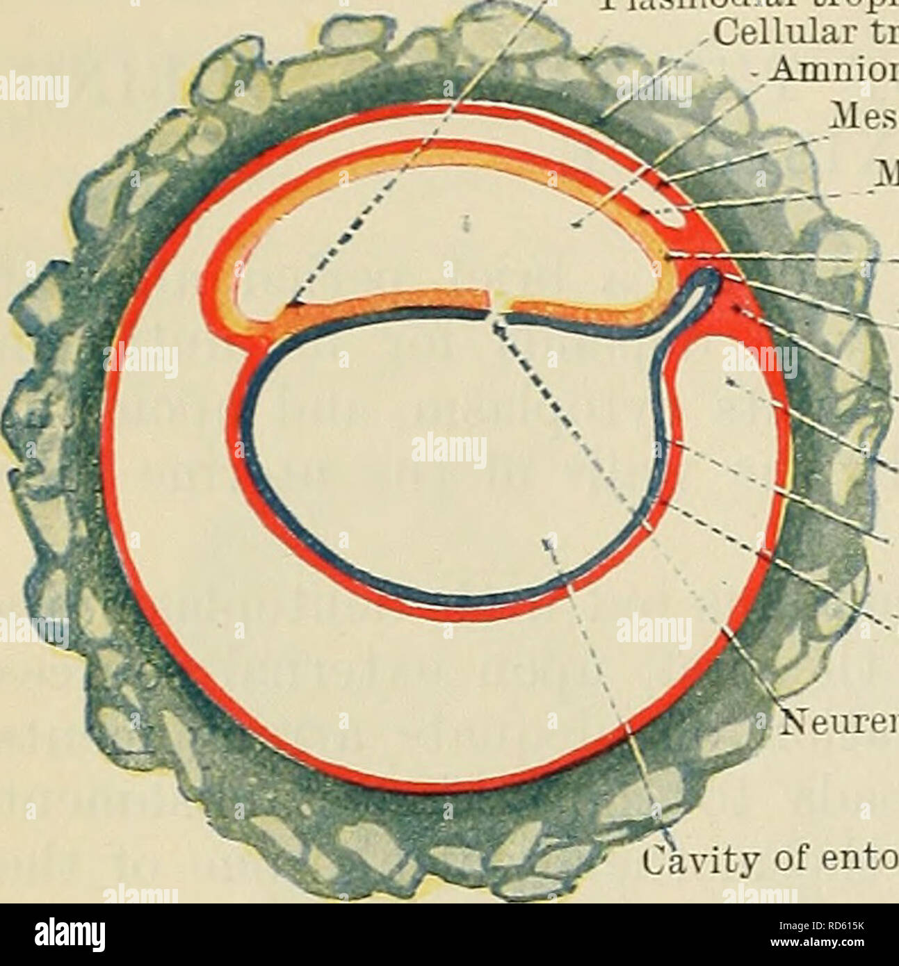 . Cunningham's Text-book of anatomy. Anatomy. 54 HUMAN EMBRYOLOGY ...