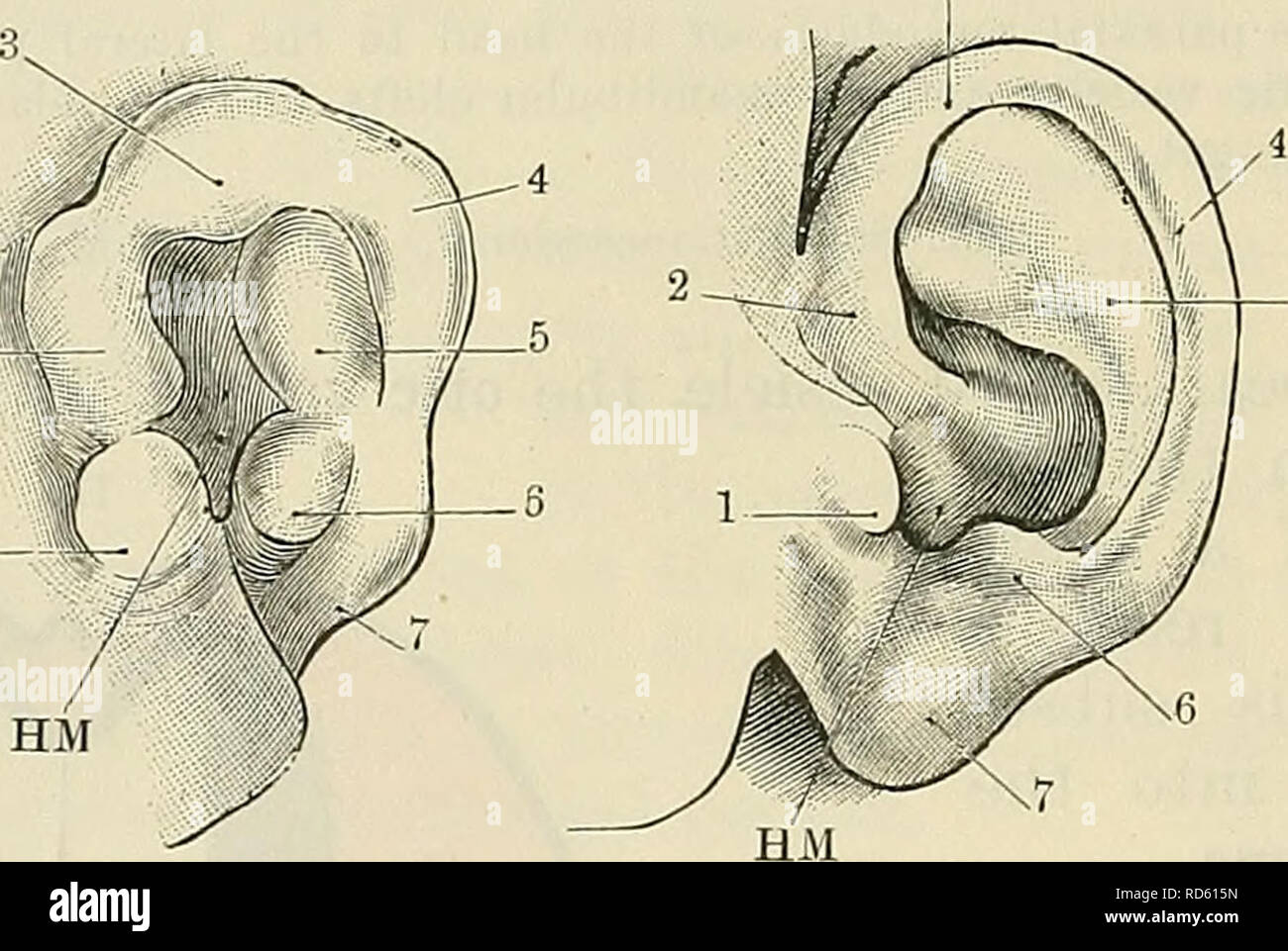 Hyomandibular cleft hi-res stock photography and images - Alamy