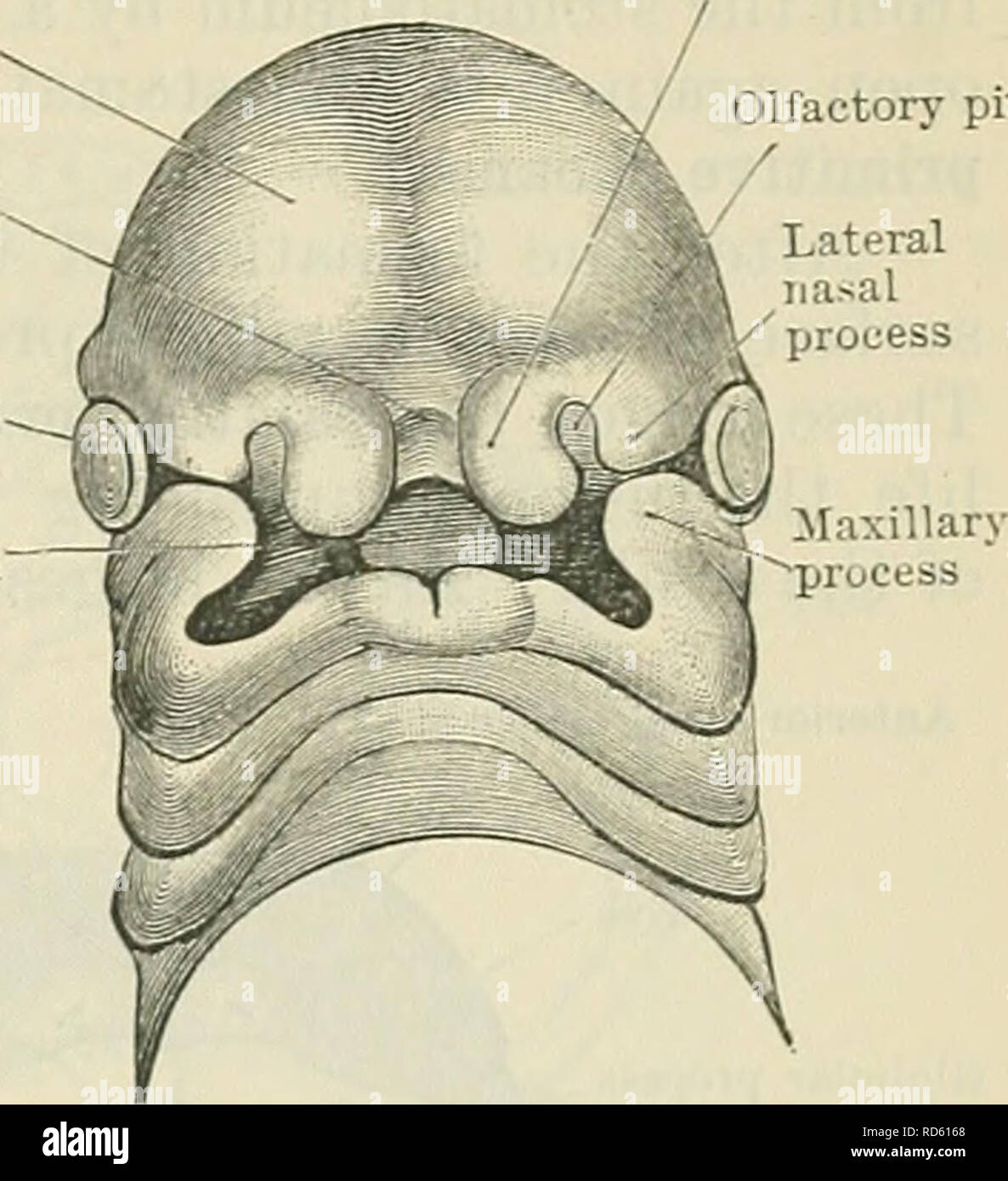 . Cunningham's Text-book of anatomy. Anatomy. THE STOMATODAEUM 49 ...