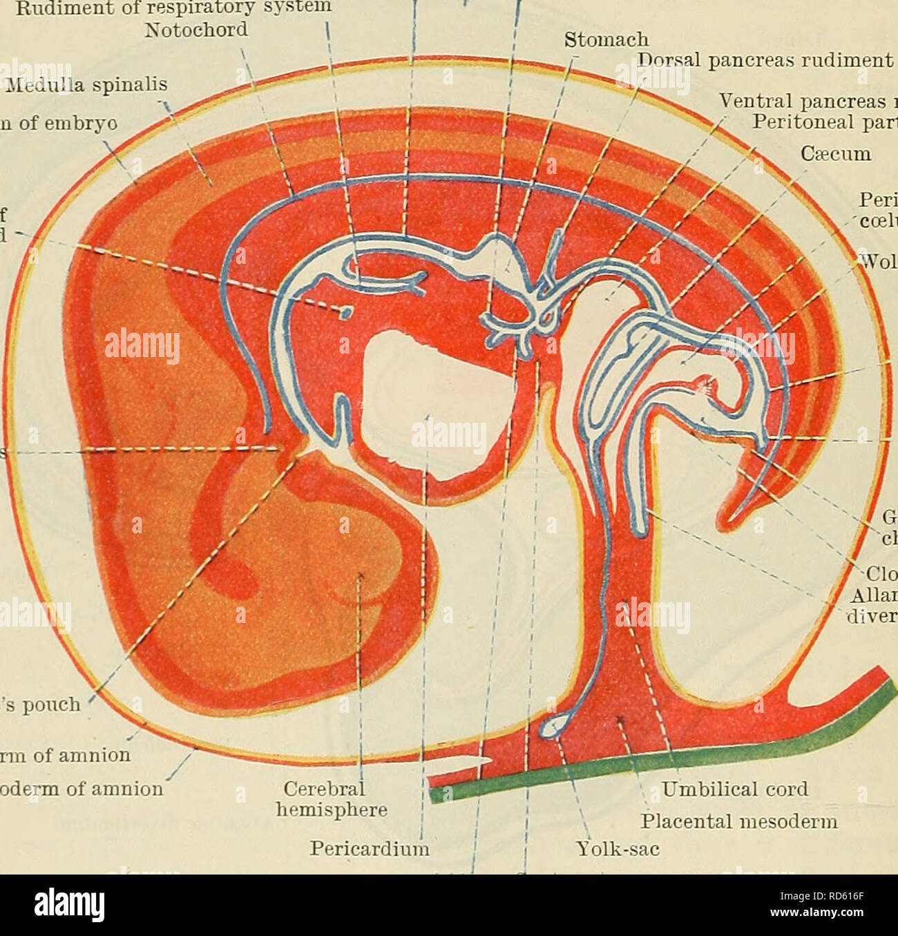 . Cunningham's Text-book of anatomy. Anatomy. Ftg. 61.—Schema showing ...