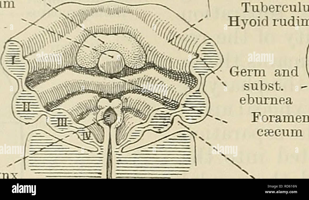 . Cunningham's Text-book of anatomy. Anatomy. Mandibular rudiments ...