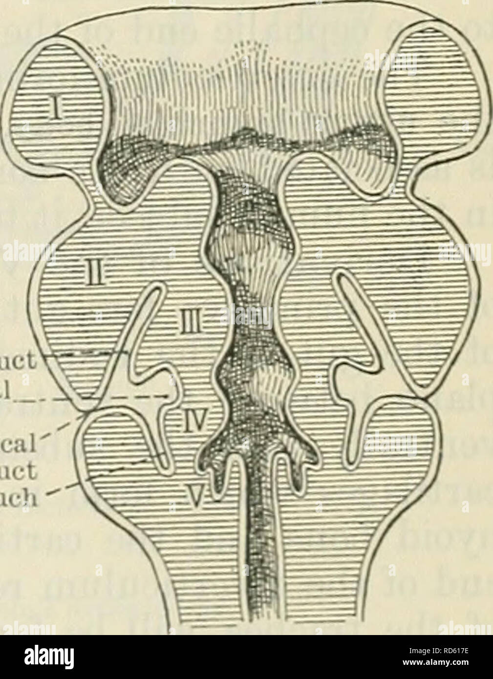 . Cunningham's Text-book of anatomy. Anatomy. Branchial duct ...