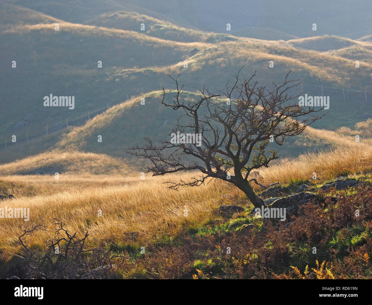 Windswept Tree Uk High Resolution Stock Photography and Images - Alamy