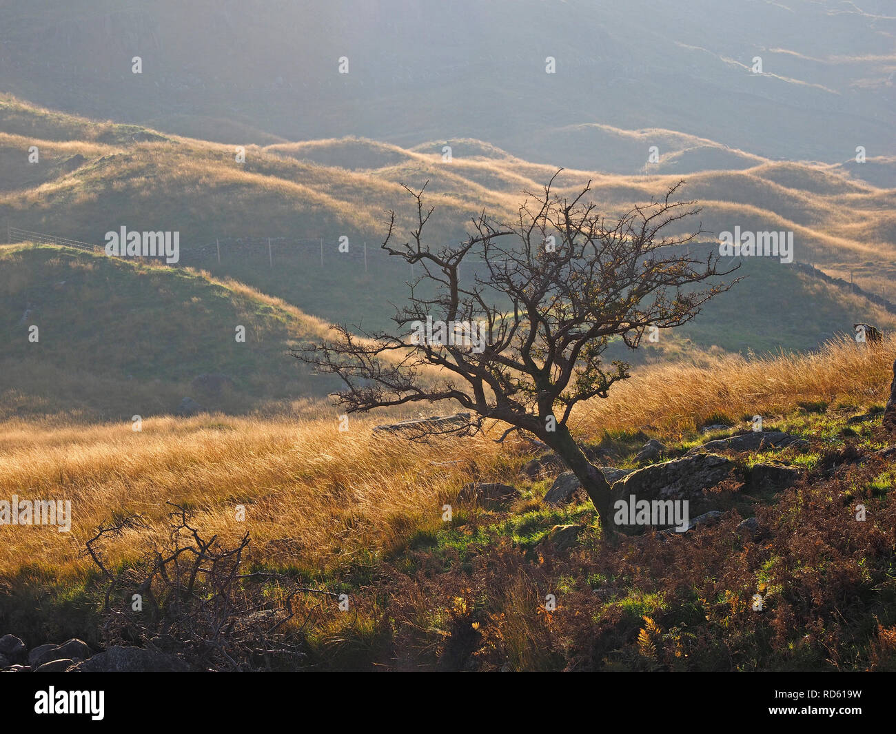 Lone wild windswept Hawthorn tree stands stark against backlit bumpy ...