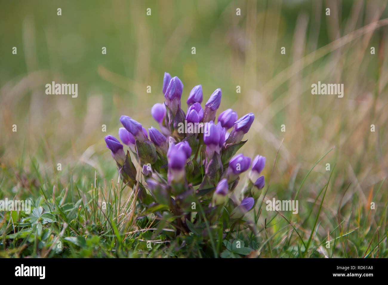 Switzerland nature flowers hi-res stock photography and images - Alamy