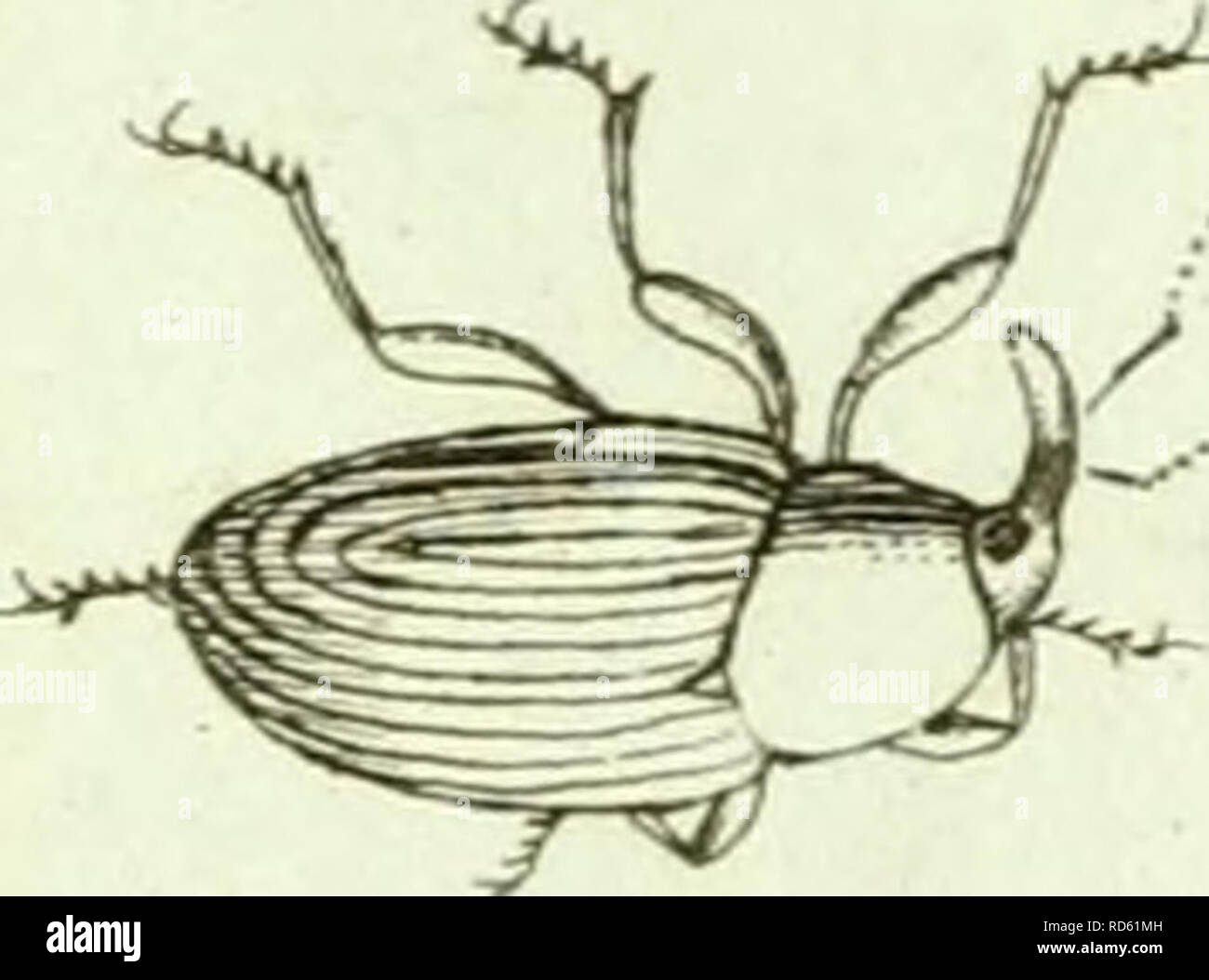 . [Curculionidae]. Curculionidae. 5^ -# 1^ >-^ 5 ^*^^. / ^> >4 ^ t ...
