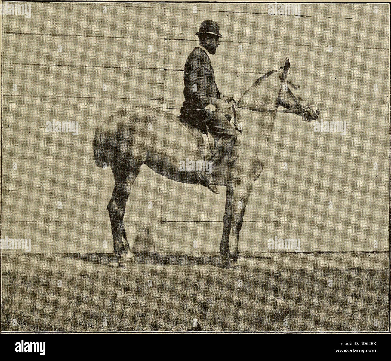 Horse's back and flanks hi-res stock photography and images - Alamy