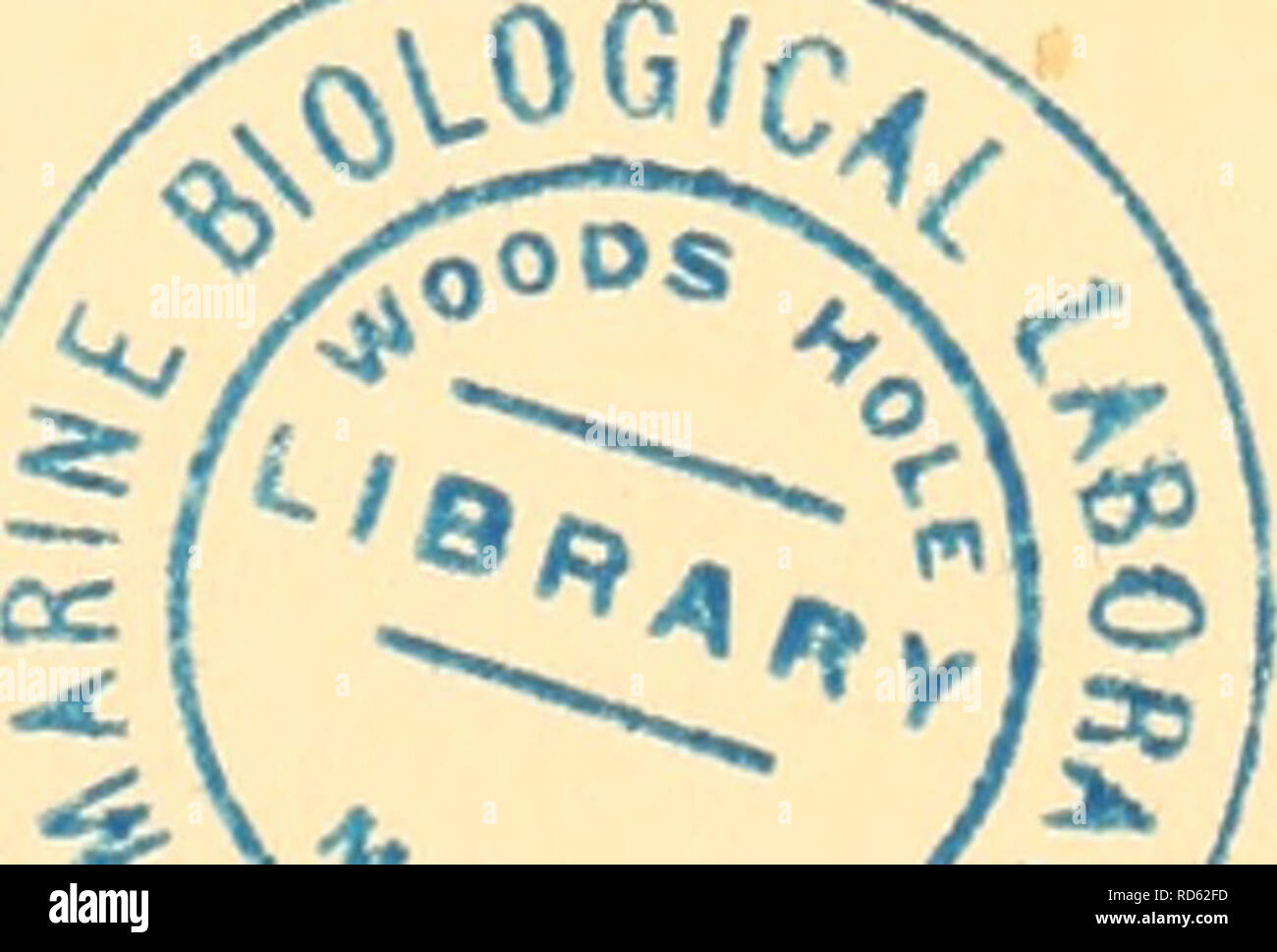 Enteromorpha algen hi-res stock photography and images - Alamy