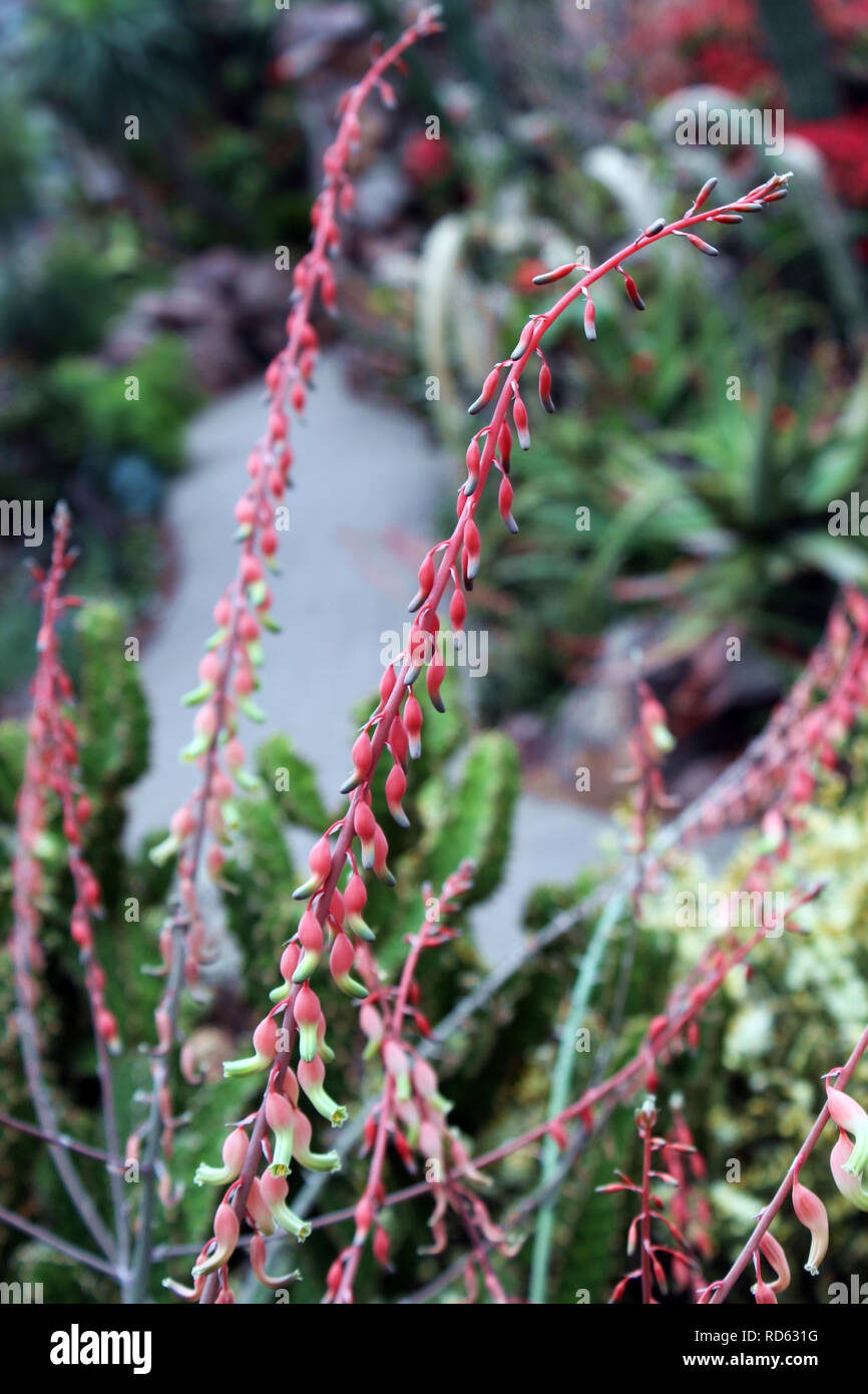 Gasteria hi-res stock photography and images - Alamy