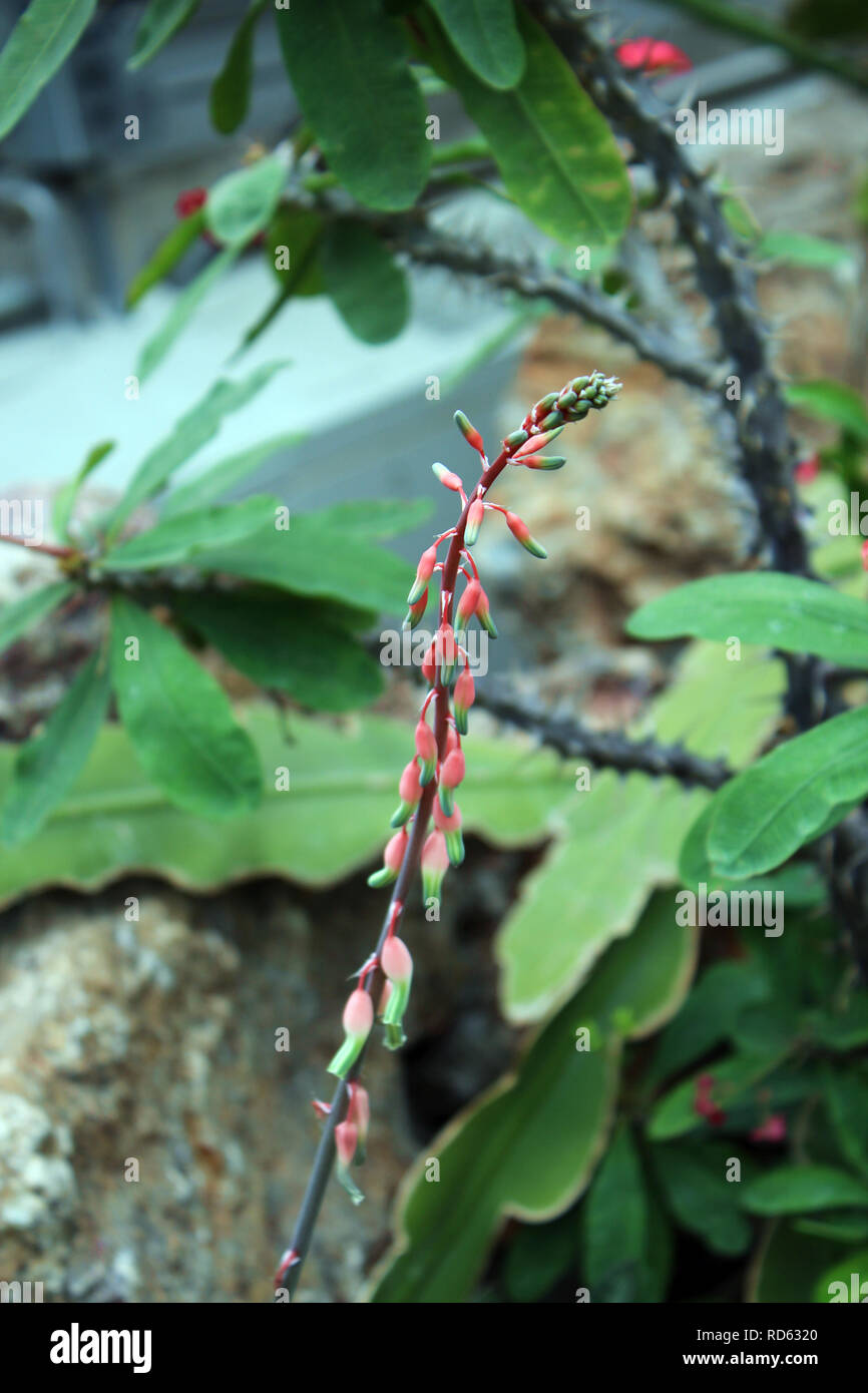 Flowering stalk in different stages of bloom of a Gasteria liliputana ...