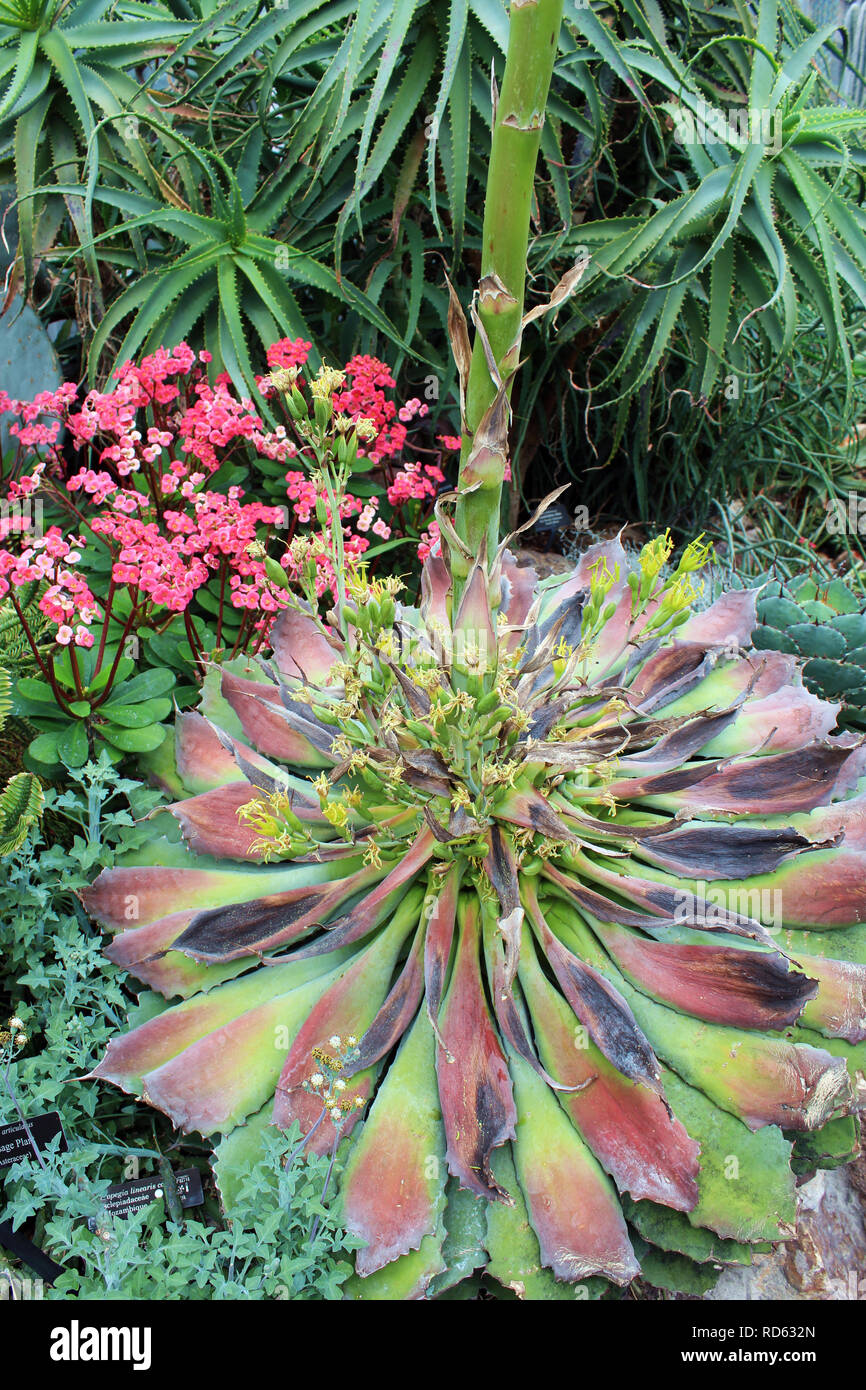 Agave stalk hi-res stock photography and images - Alamy