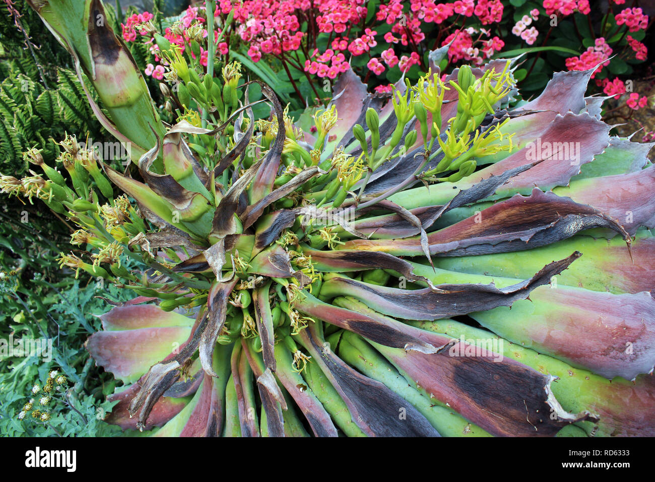 Agave stalk hi-res stock photography and images - Alamy