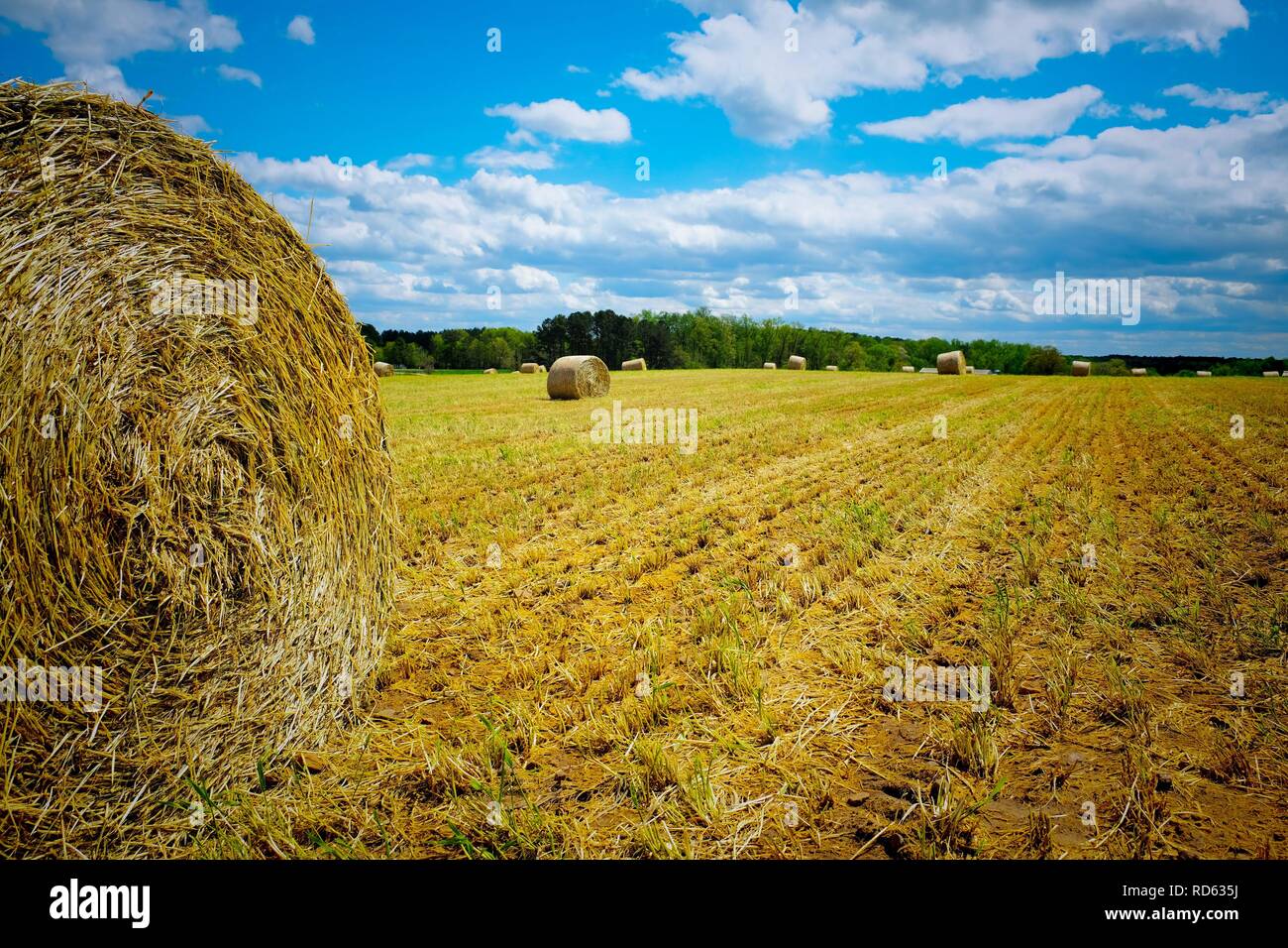 Wheat straw hi-res stock photography and images - Alamy