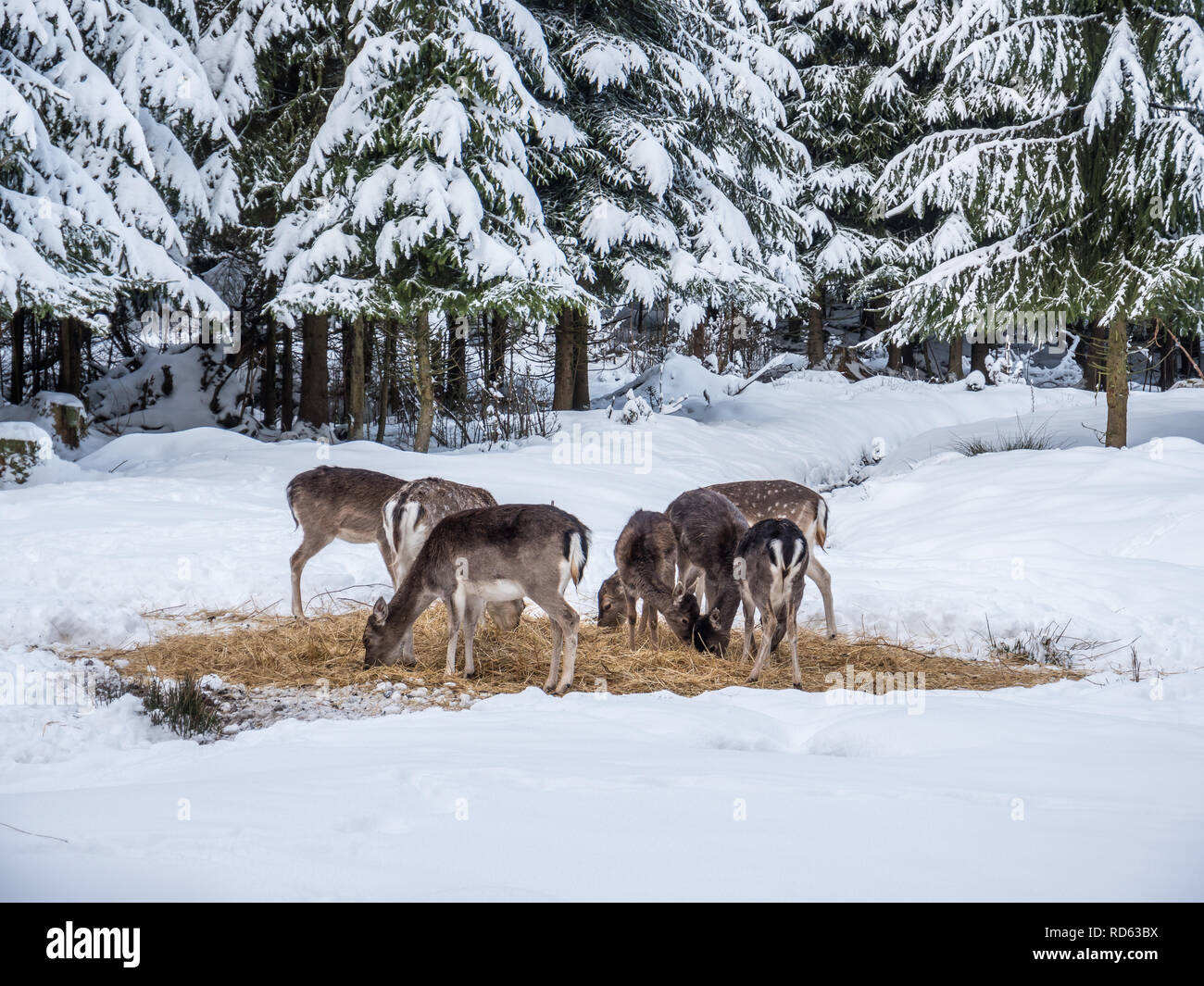 Panorama of deer in winter Stock Photo - Alamy
