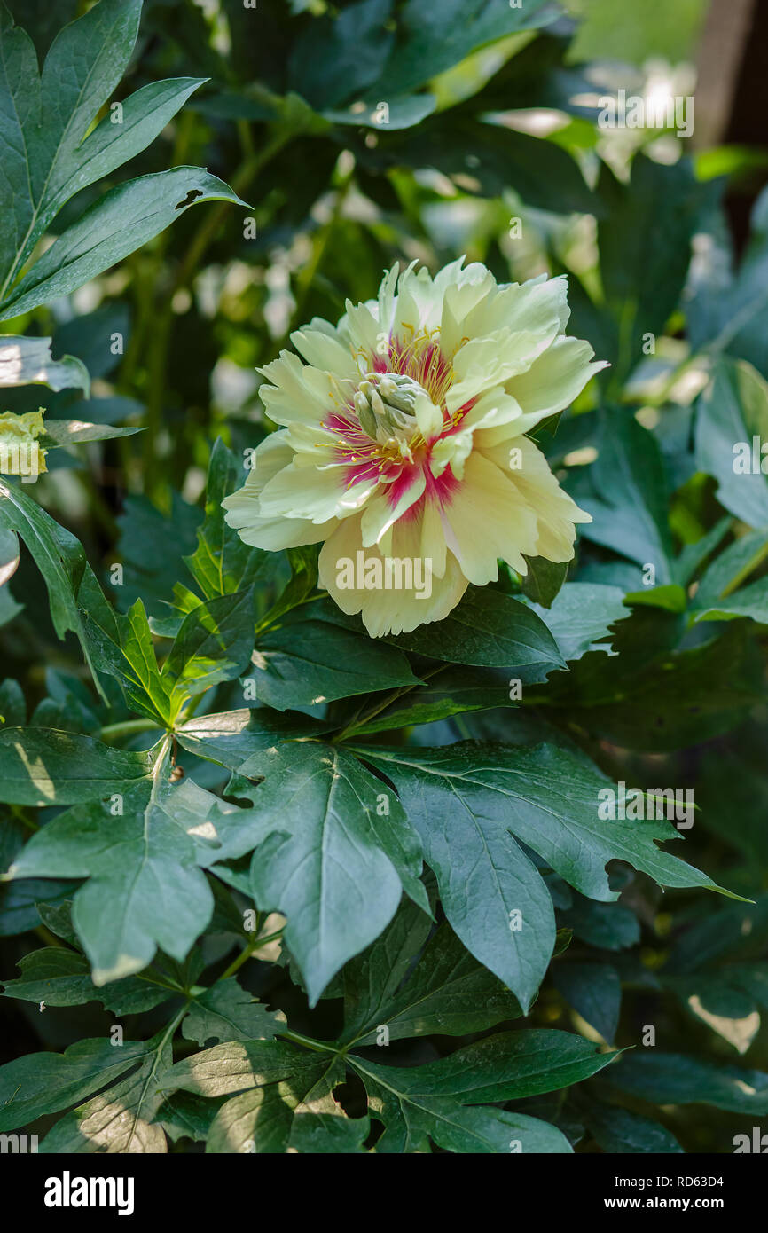 Beautiful tree peonies on a sunny day in the garden. Growing flowers ...