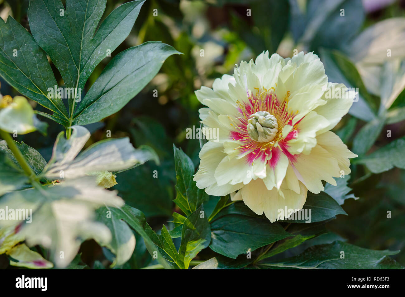 Growing tree peonies hi-res stock photography and images - Alamy