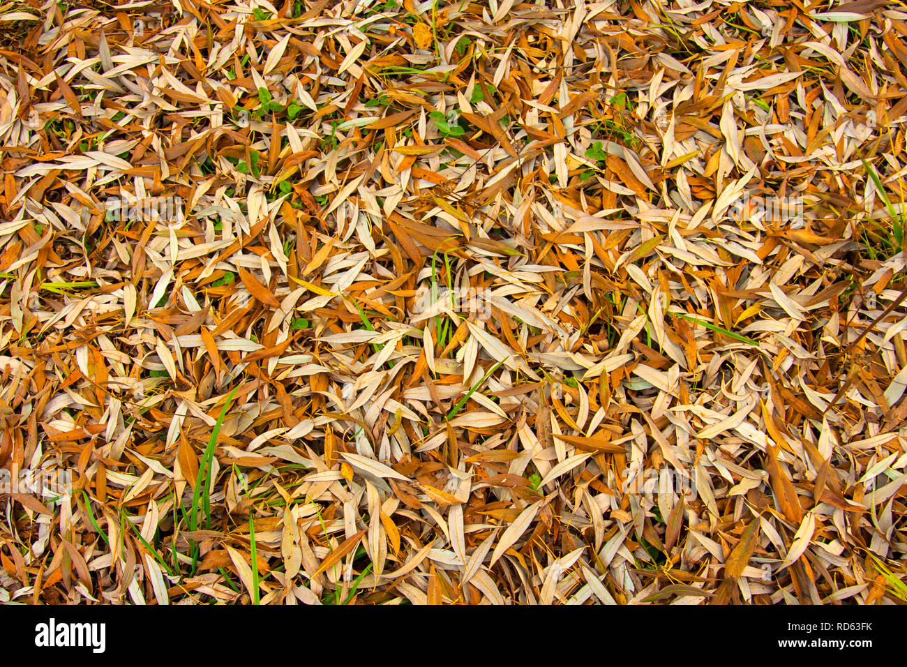 Gold color carpet texture hi-res stock photography and images - Alamy