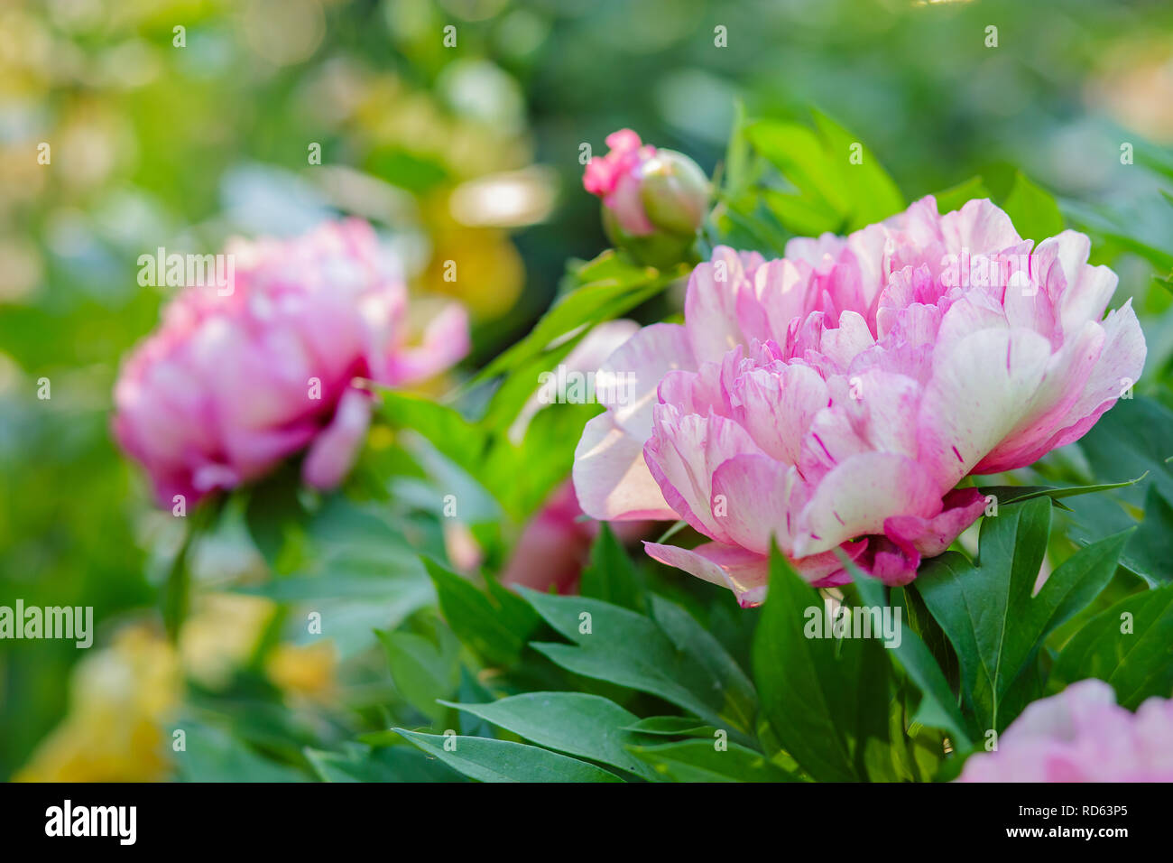 Growing tree peonies hi-res stock photography and images - Alamy