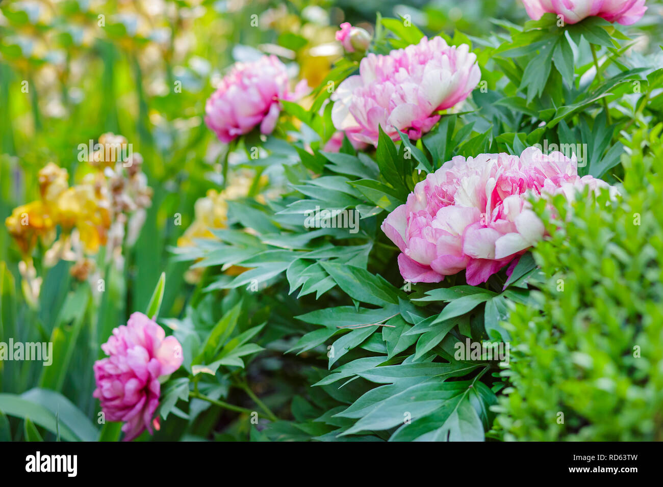 Growing tree peonies hi-res stock photography and images - Alamy
