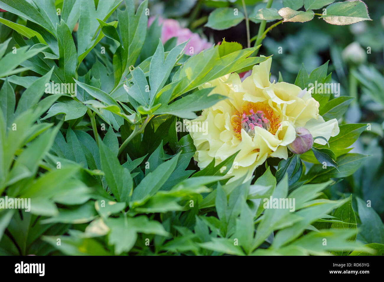 Growing tree peony hi-res stock photography and images - Alamy